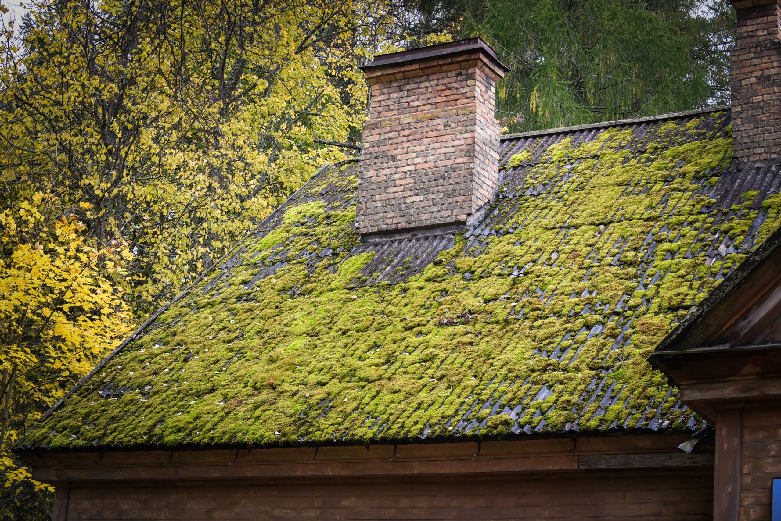Roof Algae & Mold Guide: Treatment and Prevention for Michigan Homes ...